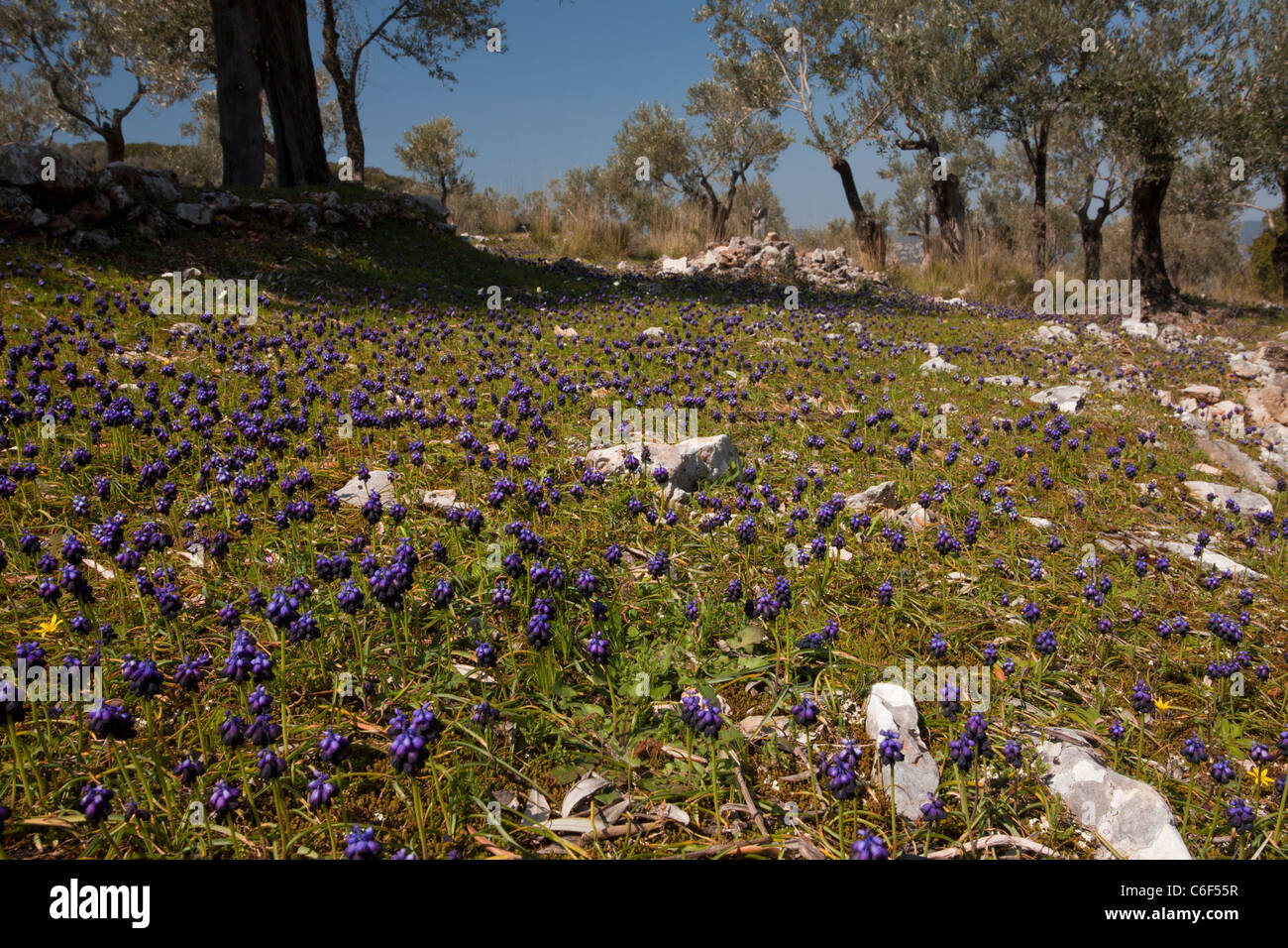 Masses of a Grape Hyacinth Muscari commutatum in old olive grove on ...