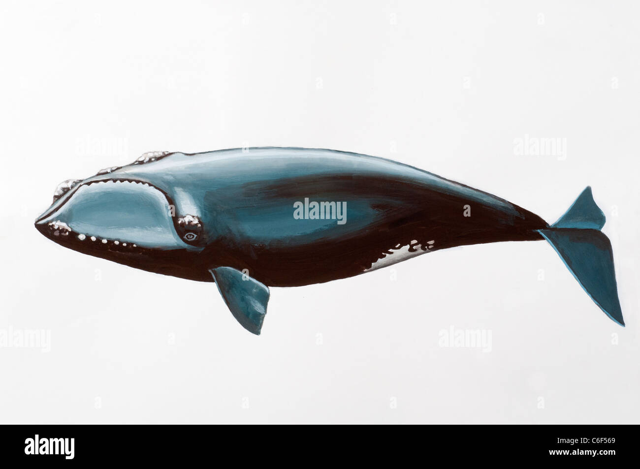 Southern Right Whale Eubalaena australis, Balaenidae Stock Photo - Alamy