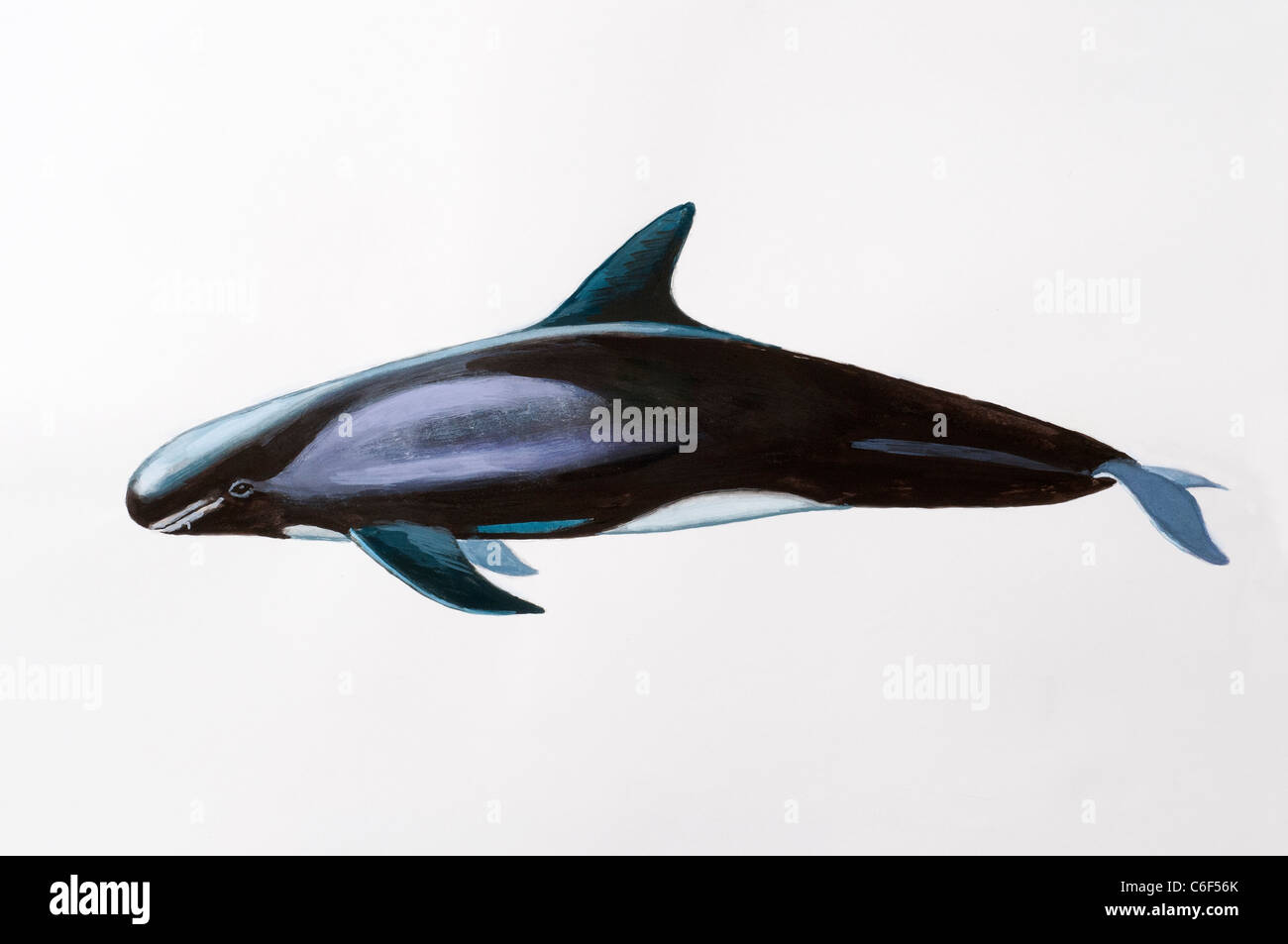 Pygmy killer whale Feresa attenuata Delphinidae, Mammalia, Cetacea ...