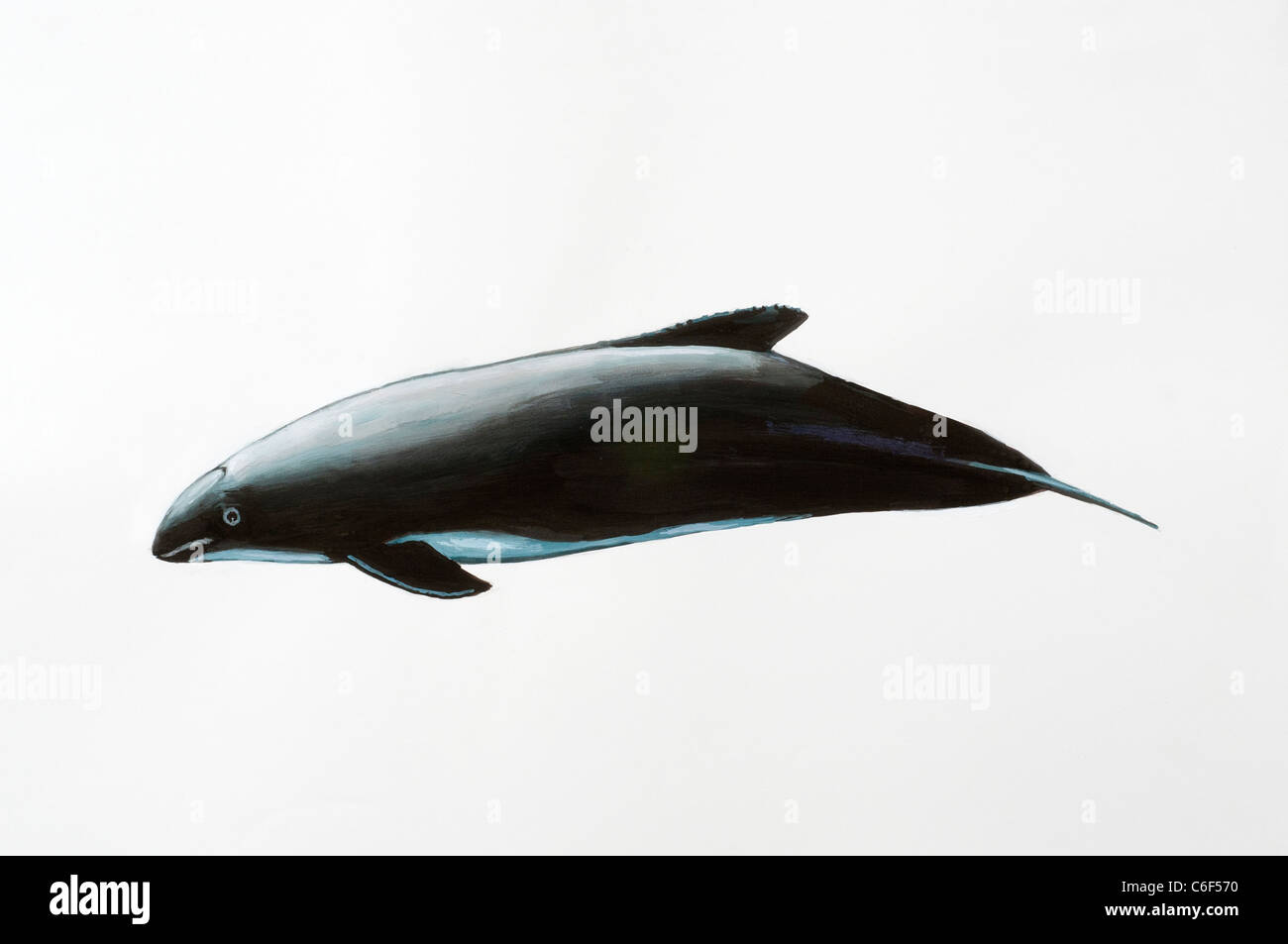 Burmeister's Porpoise Phocoena spinipinnis, Phocoenidae, Mammalia ...