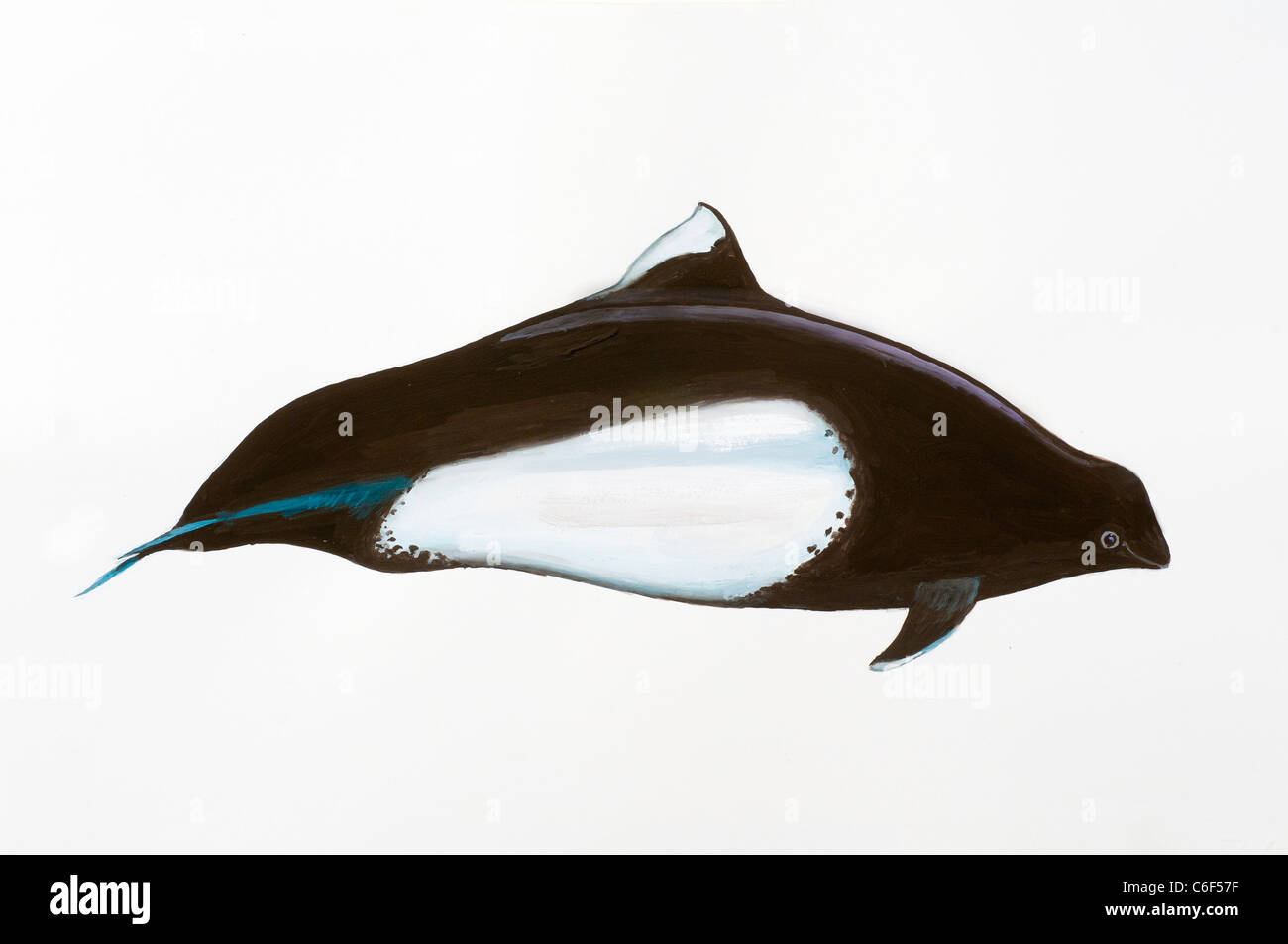 Dall's porpoise Phocoenoides dalli, Mammalia, Cetacea Stock Photo - Alamy