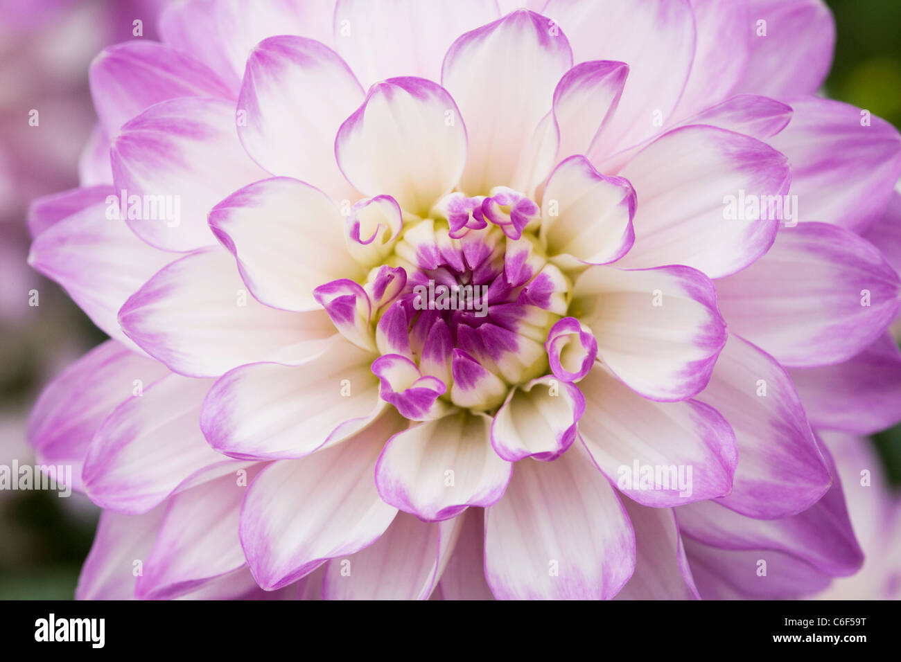 Audacity hi-res stock photography and images - Alamy