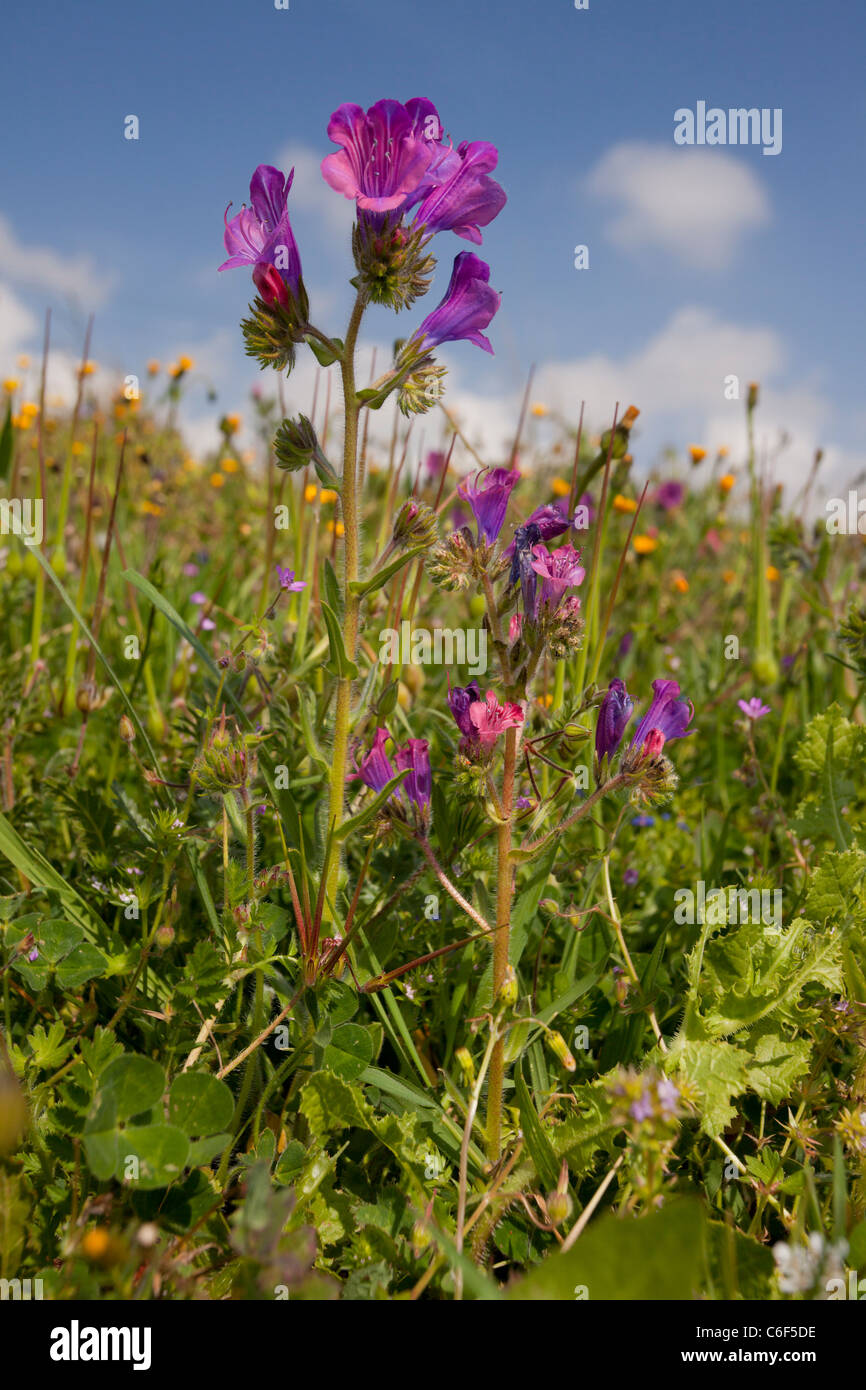 Greek bugloss hi-res stock photography and images - Alamy