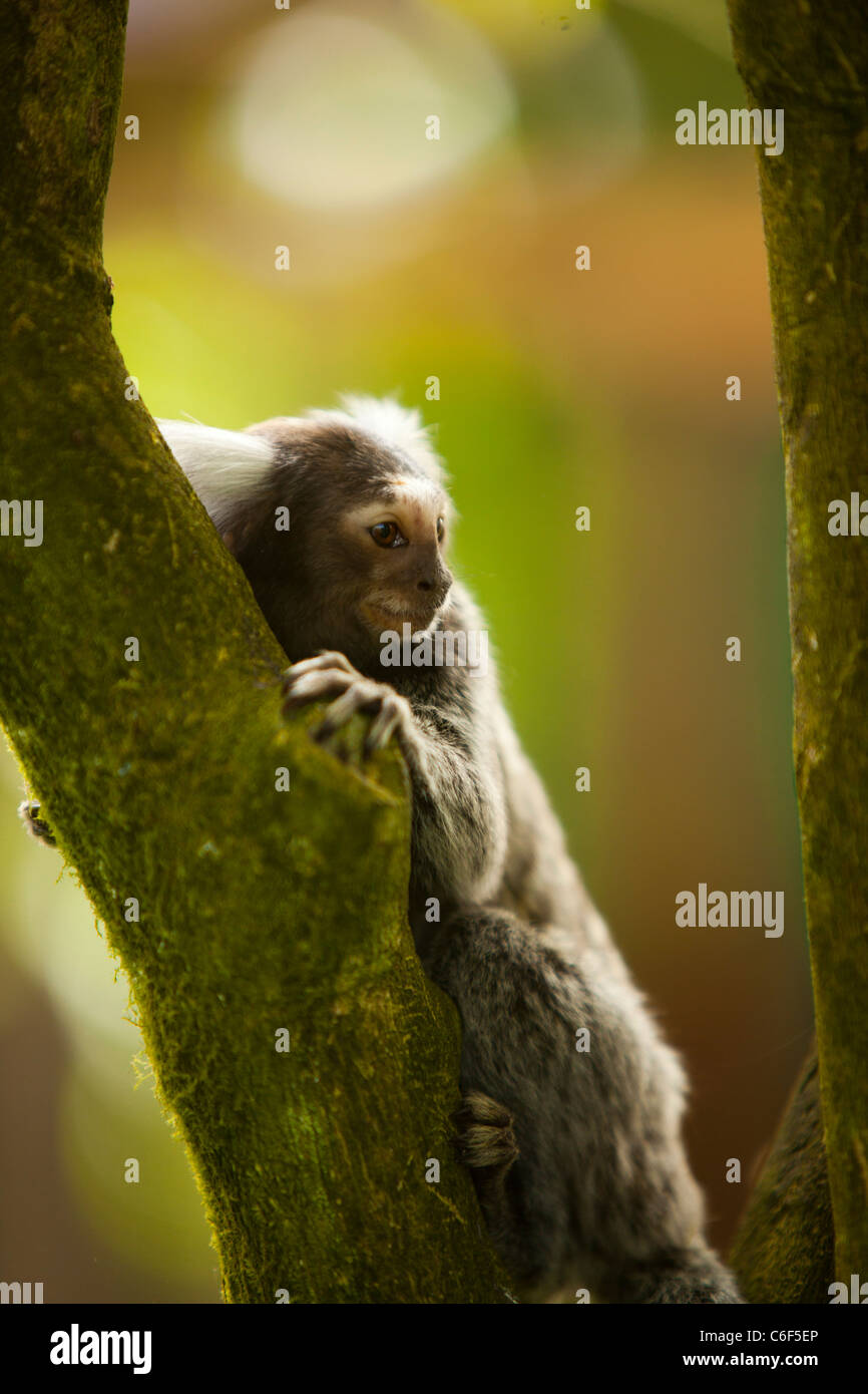 A Marmoset monkey climbing a tree at butterfly world, Cape winelands ...