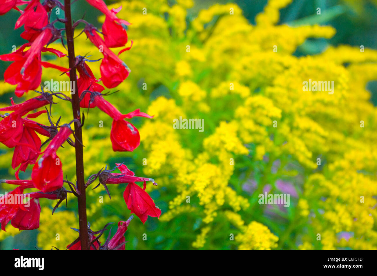 yellow and red flowers Stock Photo - Alamy