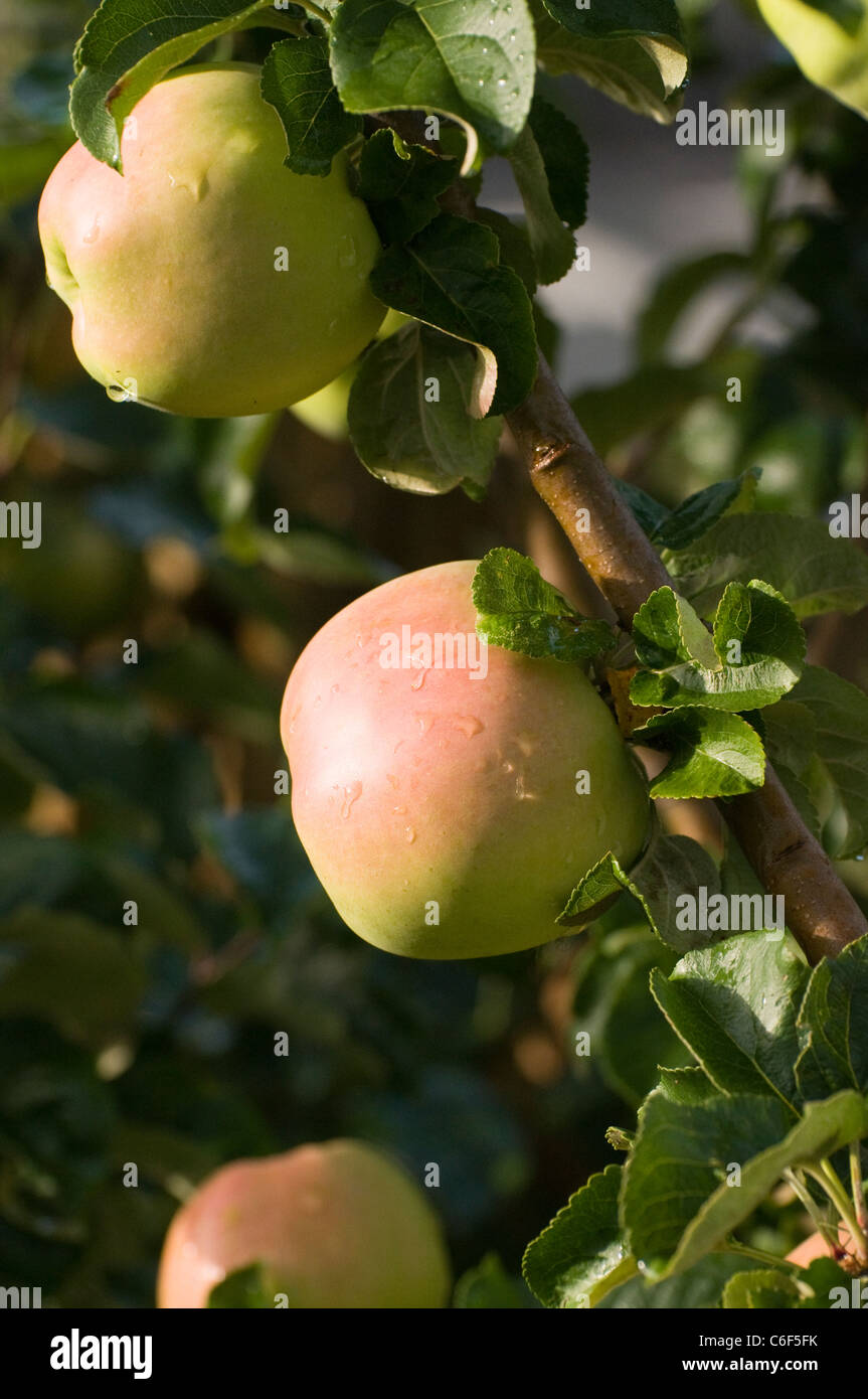 English cooking apple hi-res stock photography and images - Alamy