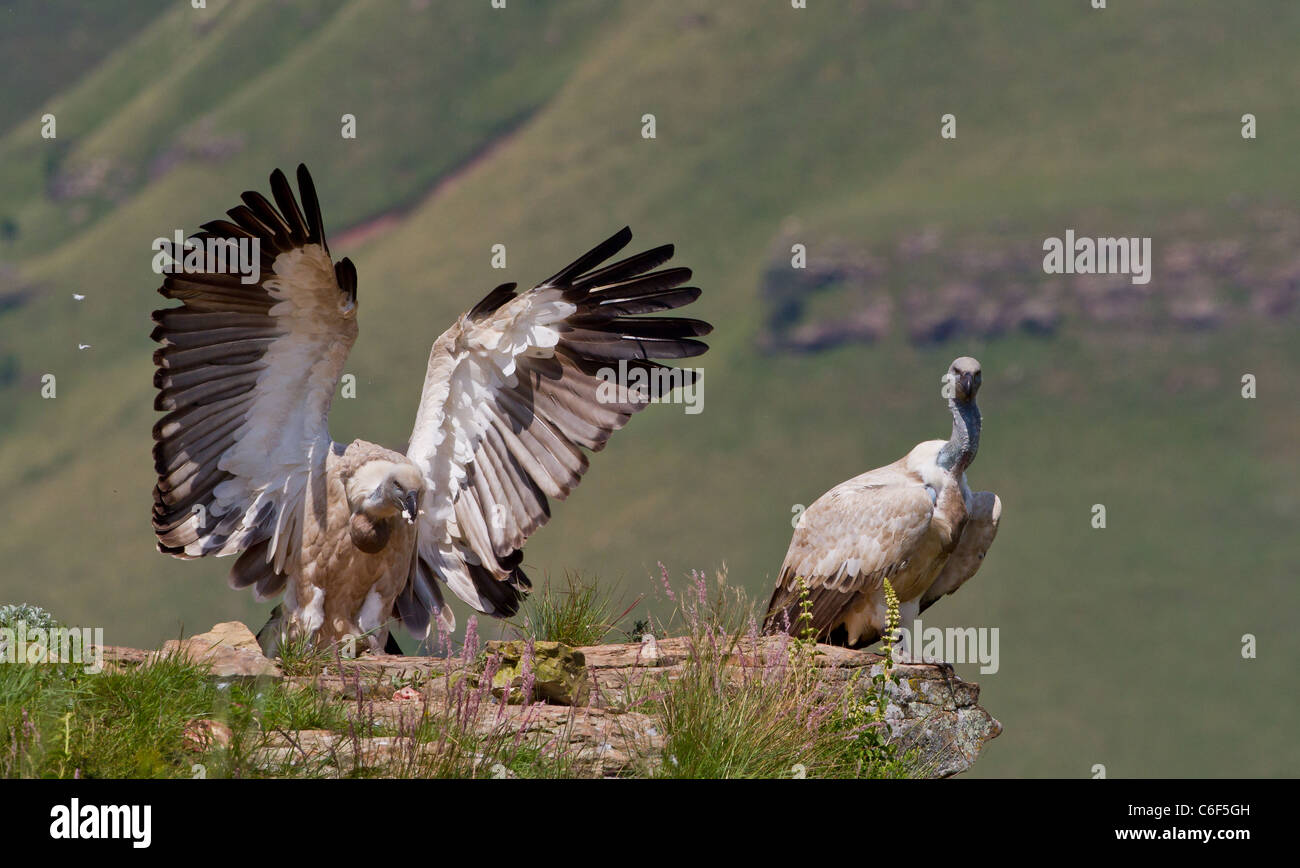cape vulture in flight or with spread wings Stock Photo - Alamy