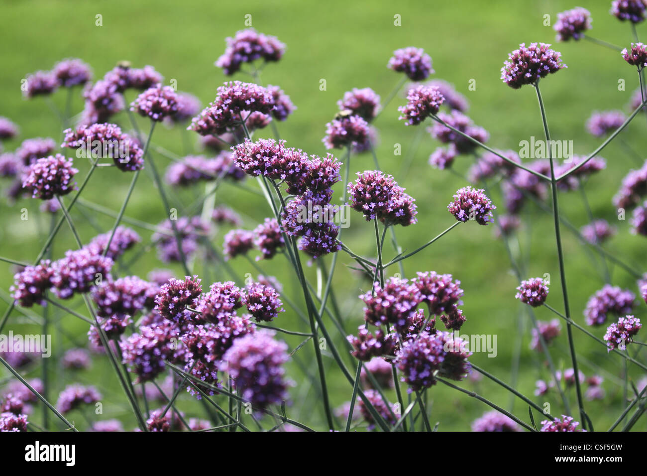 Small purple flowers in a field Stock Photo - Alamy