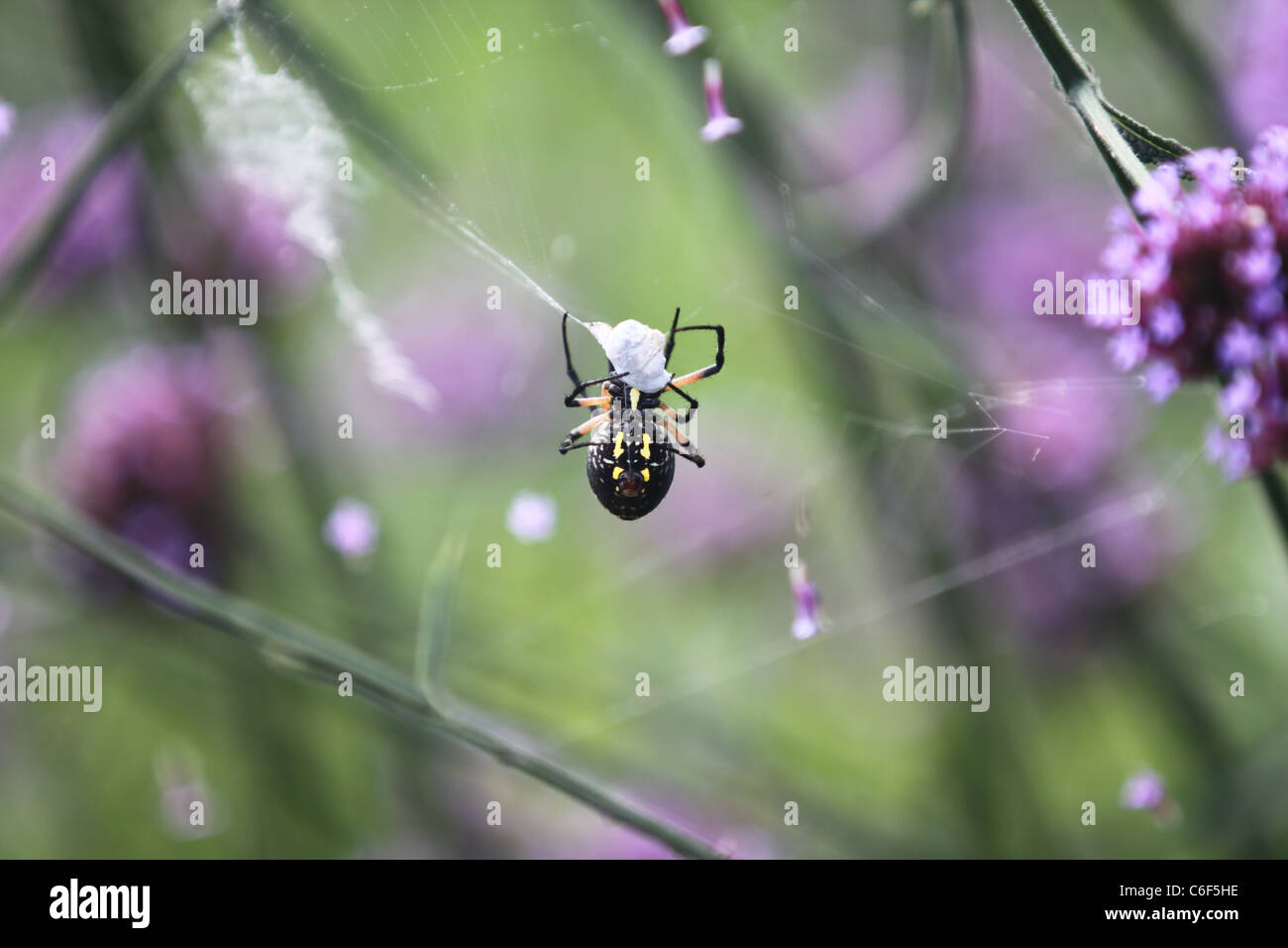 Black and yellow spider wrapping a bug with the web Stock Photo - Alamy