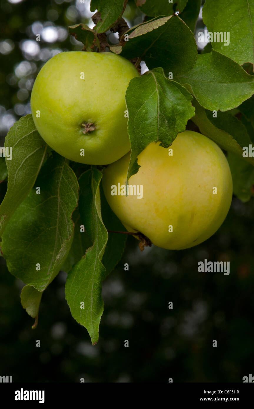 Yellow transparent apple hi-res stock photography and images - Alamy