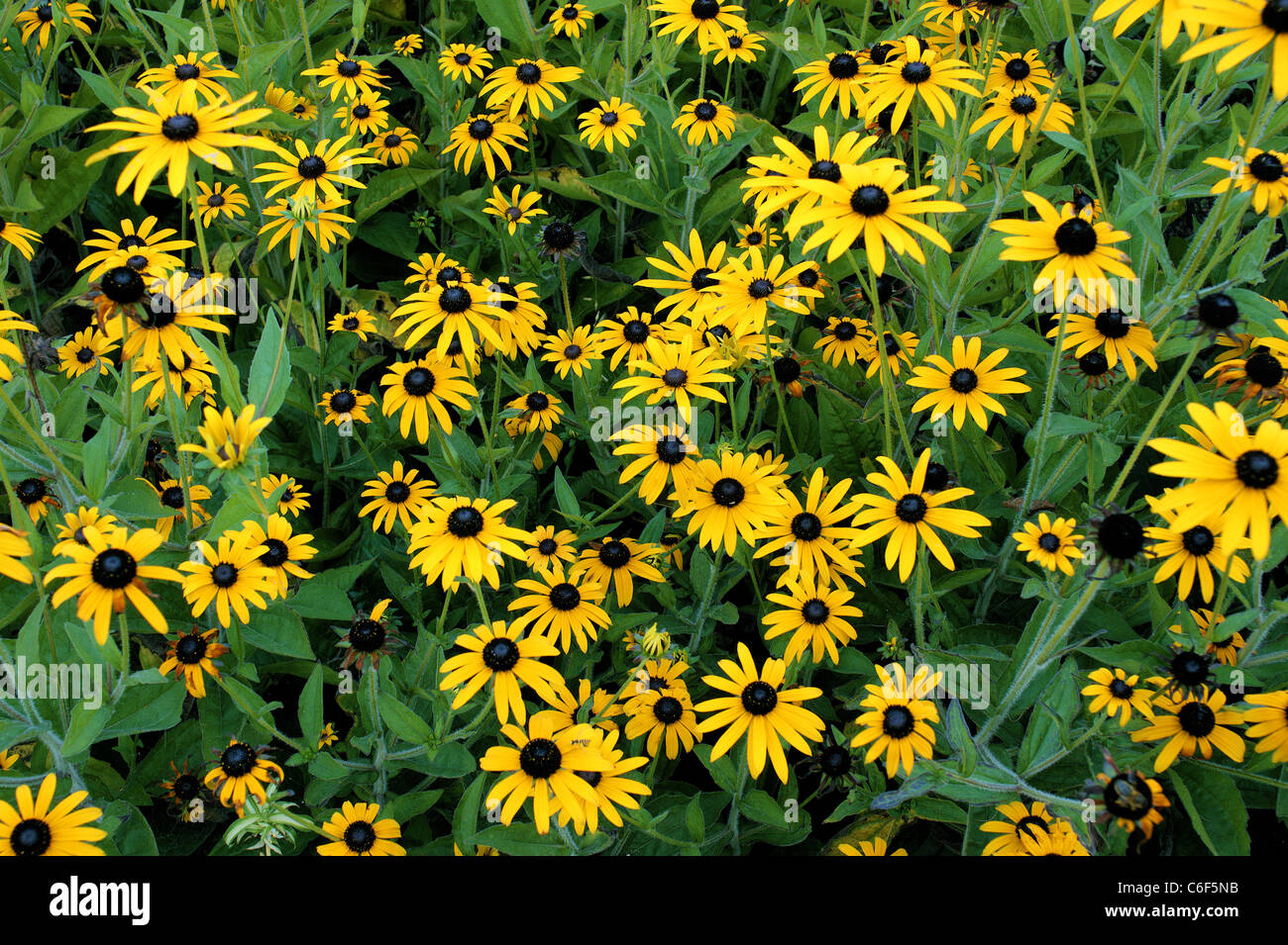 Rudbeckia fulgida yellow flowers Stock Photo - Alamy