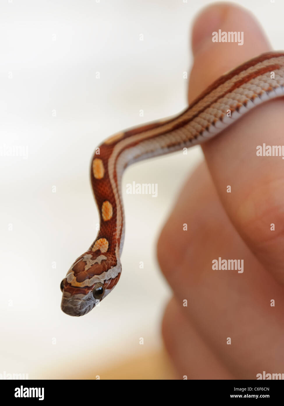 Hand holding snake hi-res stock photography and images - Alamy