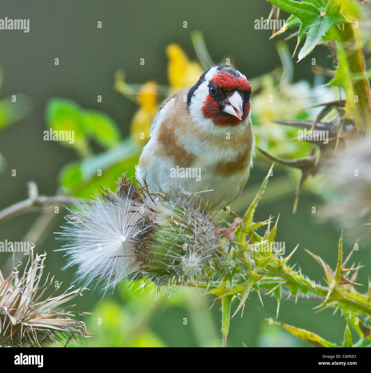 Feeding seed hi-res stock photography and images - Alamy