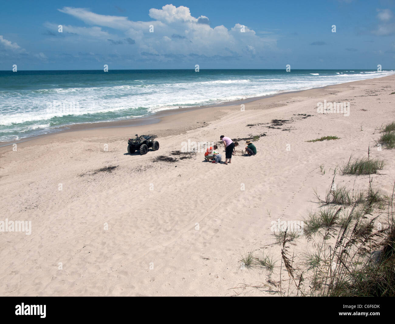 Counting unhatched Loggerhead turtle eggs from a nest at Ponce de Leon ...