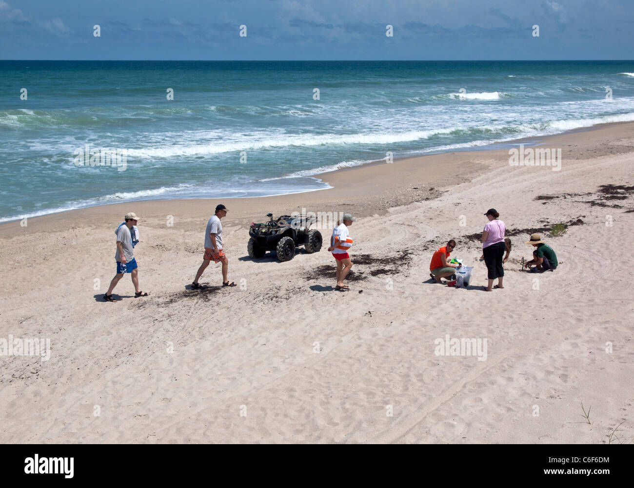 Counting unhatched Loggerhead turtle eggs from a nest at Ponce de Leon ...