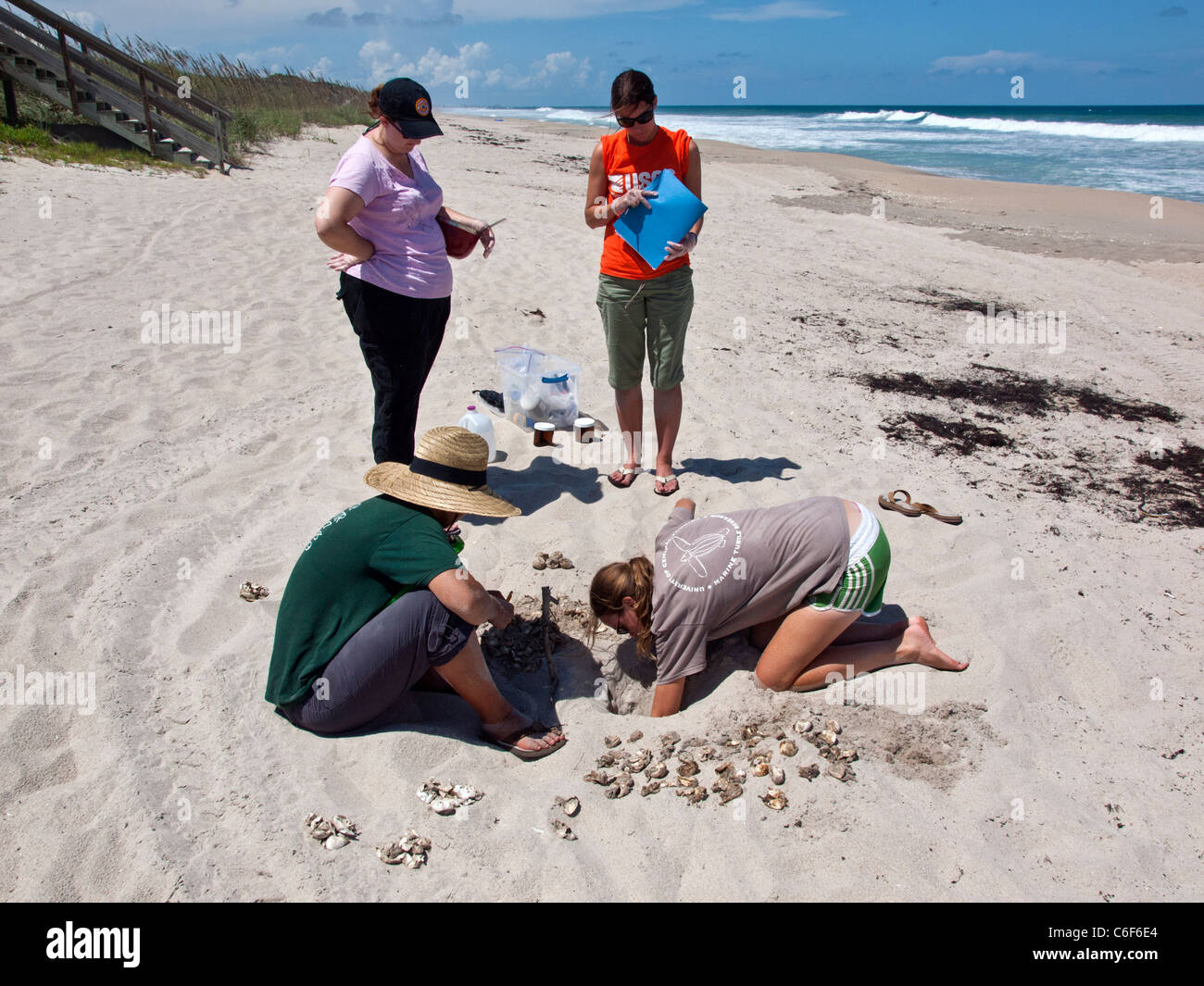 Counting unhatched Loggerhead turtle eggs from a nest at Ponce de Leon ...