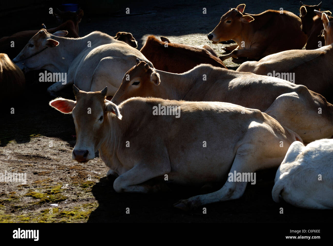 Cows in Nong Luang village, Bolaven plateau, Champasak, Laos Stock ...