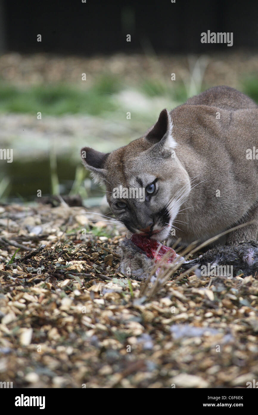 A puma at World Heritage Center, UK Stock Photo - Alamy