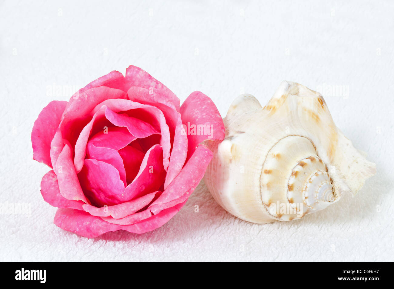 Seashell rose hi-res stock photography and images - Alamy