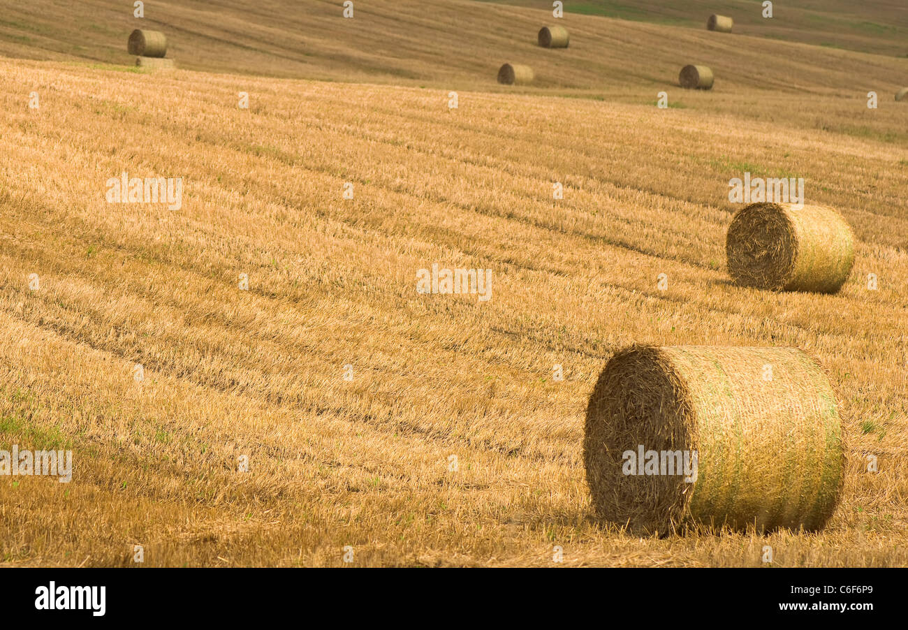 Field after harvest Stock Photo - Alamy