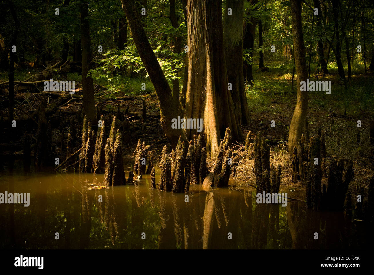 A large bald cypress tree is surrounded by its cypress knee roots ...