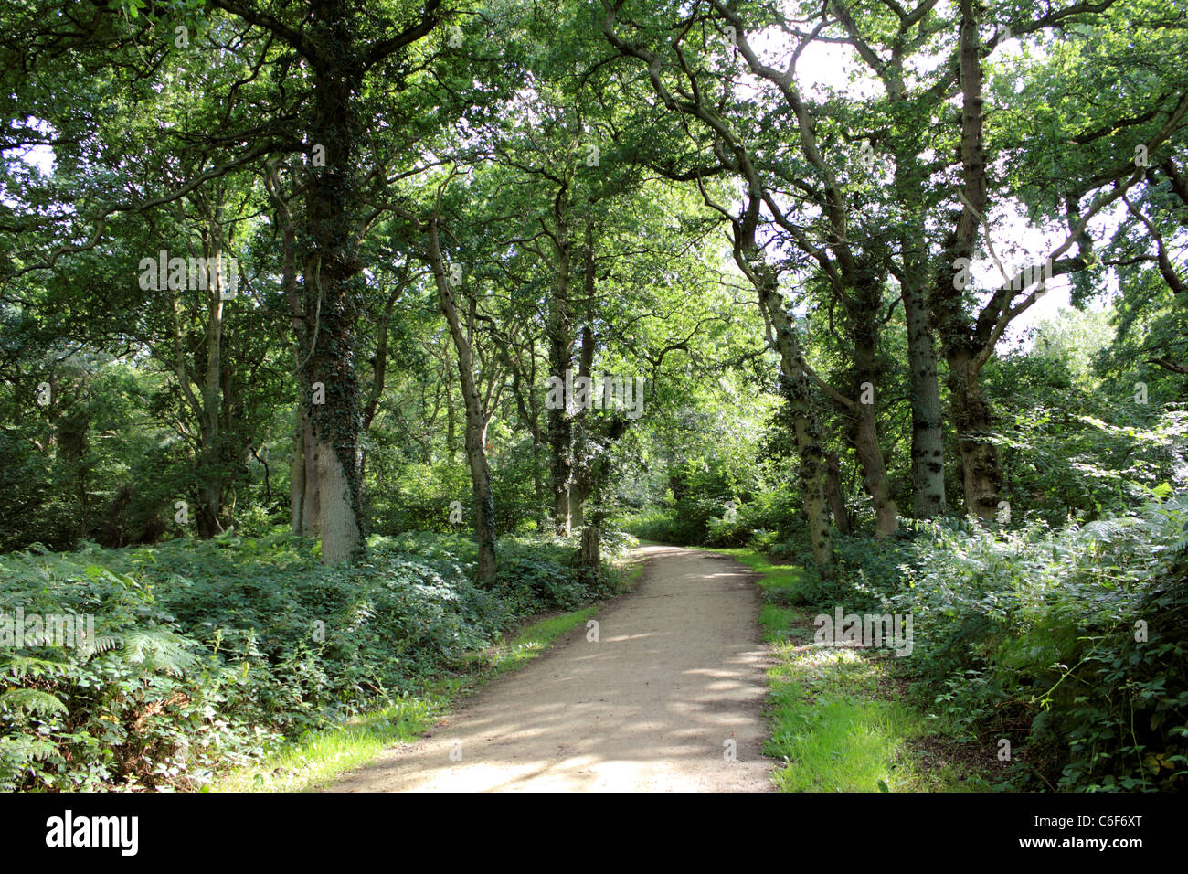 Epsom Common, Epsom, Surrey, England UK Stock Photo - Alamy