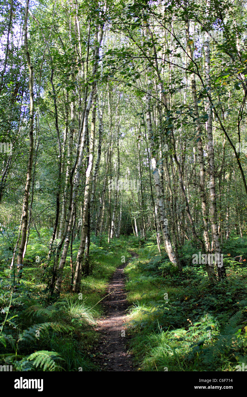 Epsom Common, Epsom, Surrey, England UK Stock Photo - Alamy