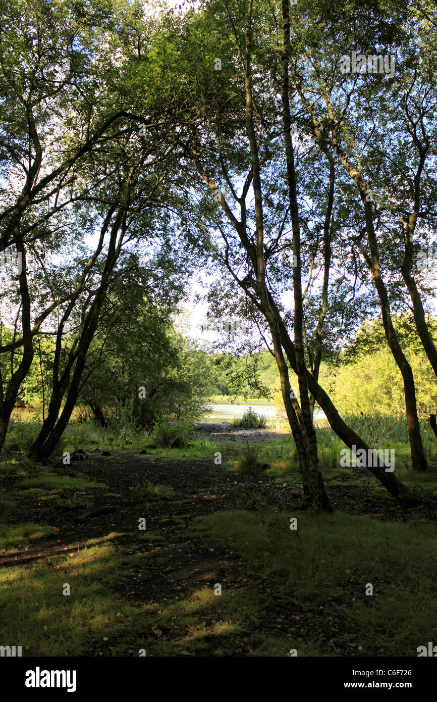 Epsom Common, Epsom, Surrey, England UK Stock Photo - Alamy