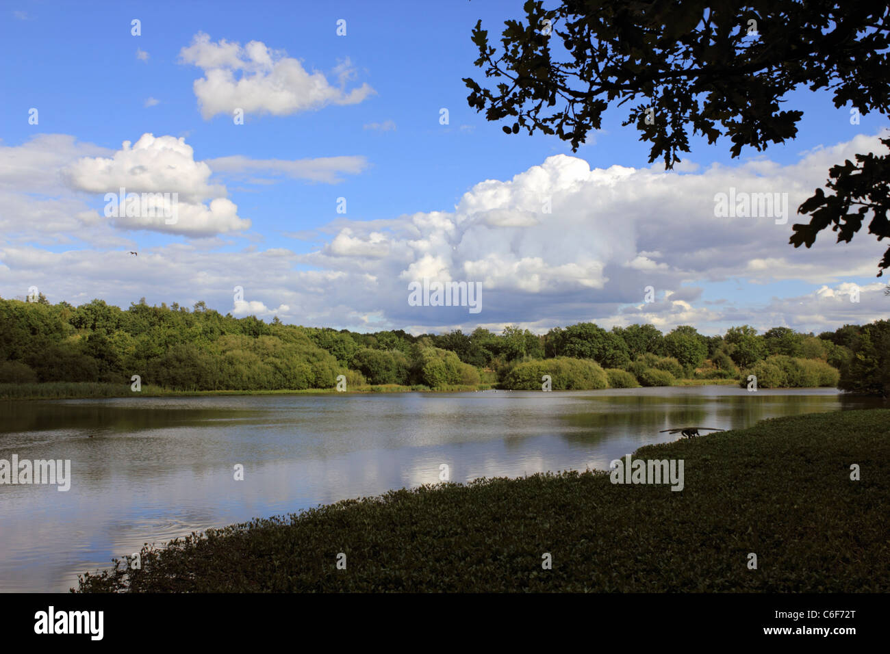 Epsom Common, Epsom, Surrey, England UK Stock Photo - Alamy