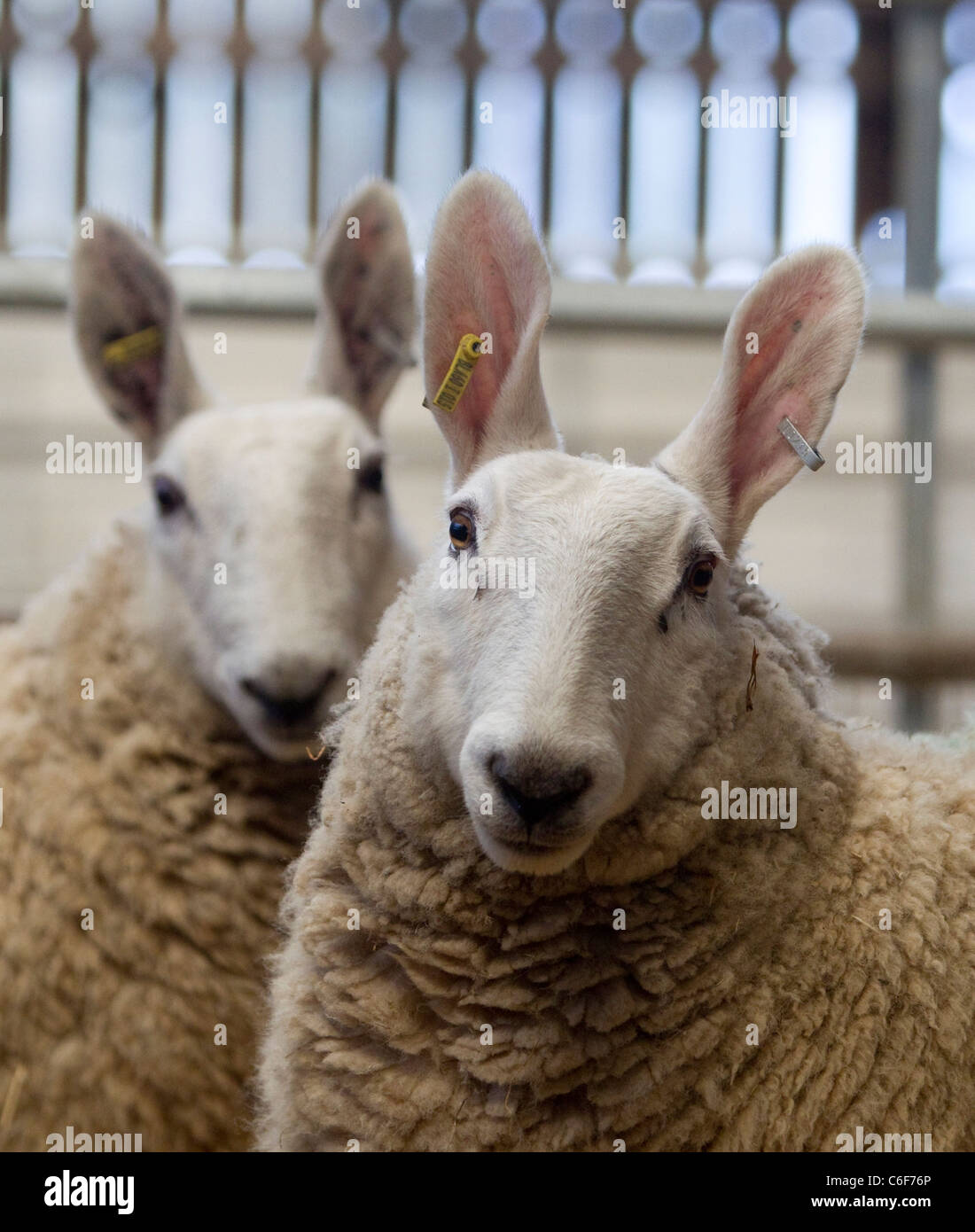 Rare Breed Sheep Wales High Resolution Stock Photography and Images - Alamy