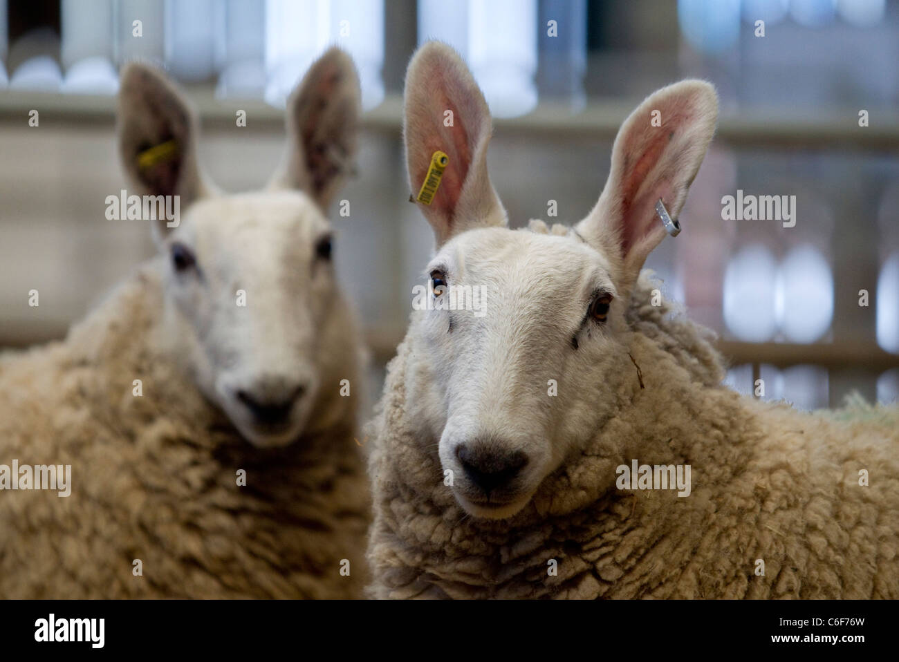 Big Eared Sheep High Resolution Stock Photography and Images - Alamy