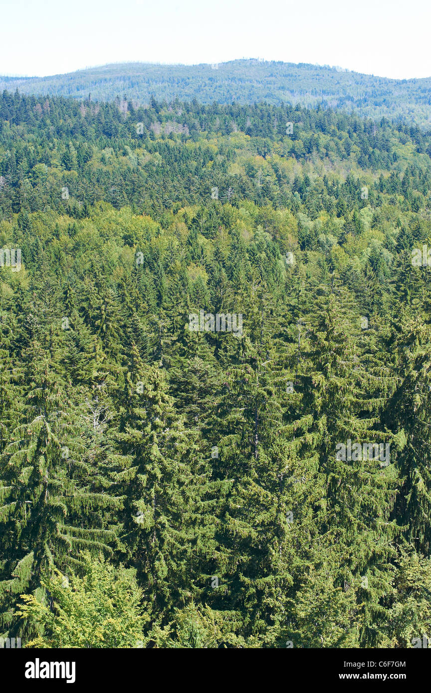 The world´s longest tree top walk - Tree Tower - Bavarian Forest ...