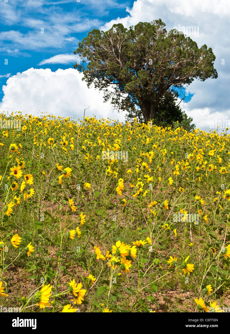 Common sunflower is a widely branching, stout annual, 1 1/2-8 ft. tall ...