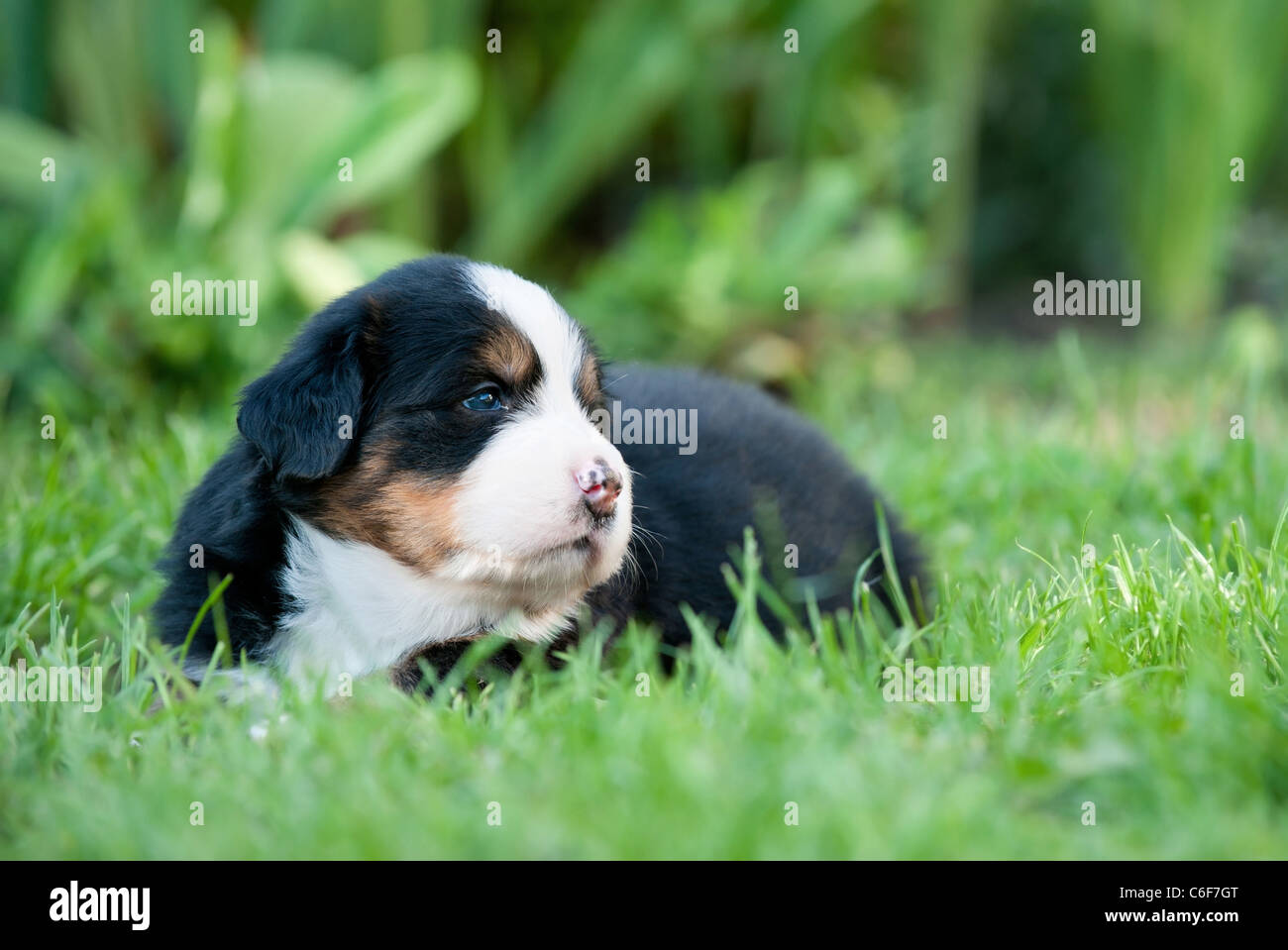 Portrait berner sennenhund hi-res stock photography and images - Alamy