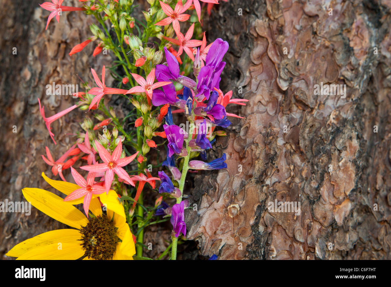 Common sunflower is a widely branching, stout annual, 1 1/2-8 ft. tall ...
