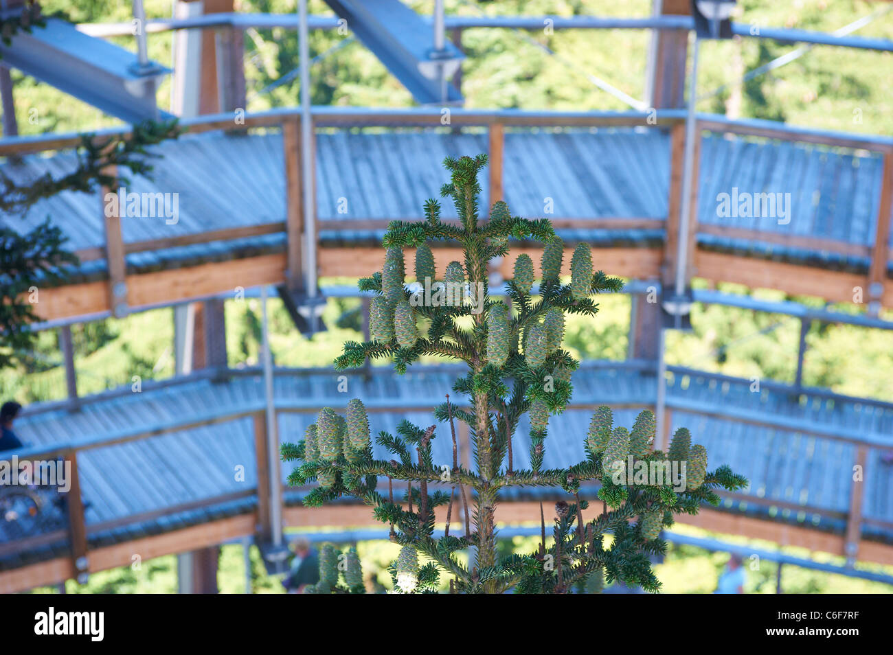 The world´s longest tree top walk - Tree Tower - Bavarian Forest ...