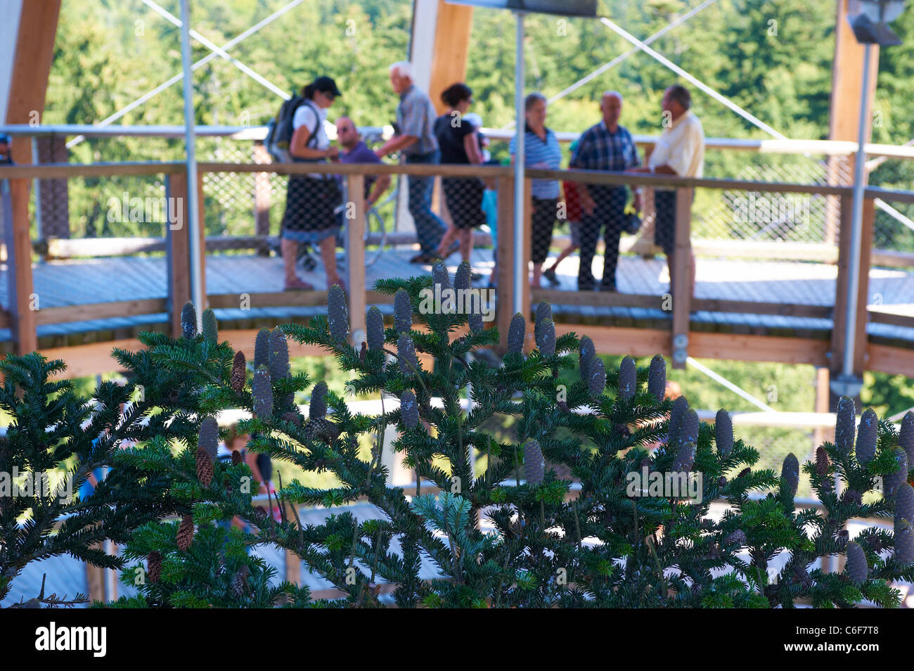 The world´s longest tree top walk - Tree Tower - Bavarian Forest ...