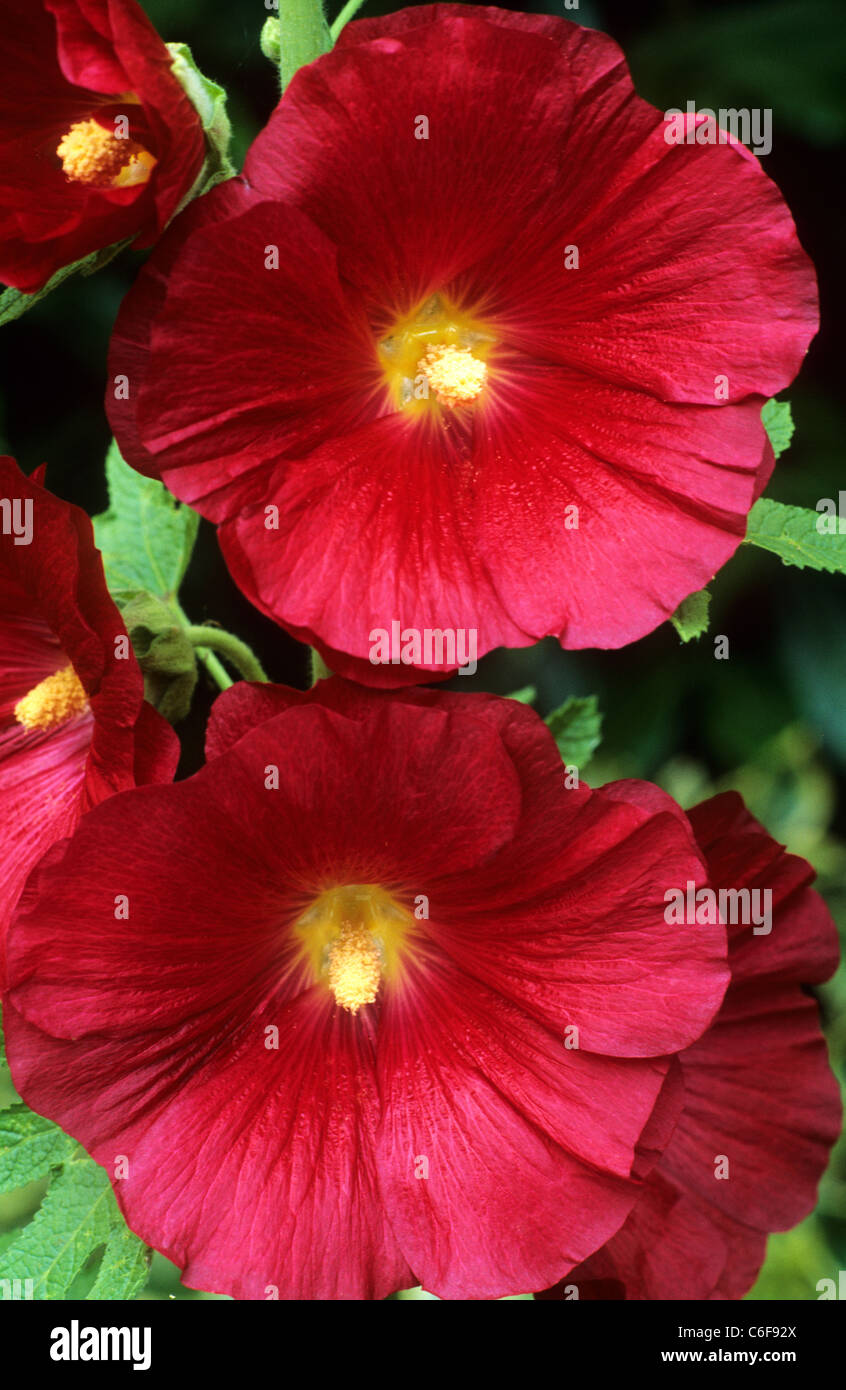 Alcea rosea, Althaea rosea, Hollyhock dark red hollyhocks flowewr ...
