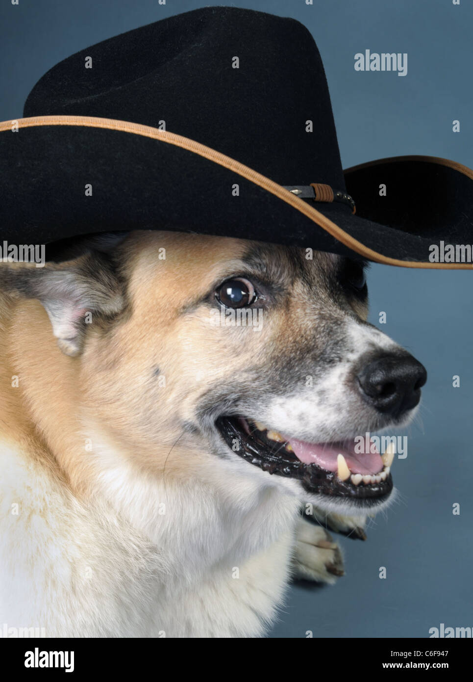 Cowboy dog hi-res stock photography and images - Alamy