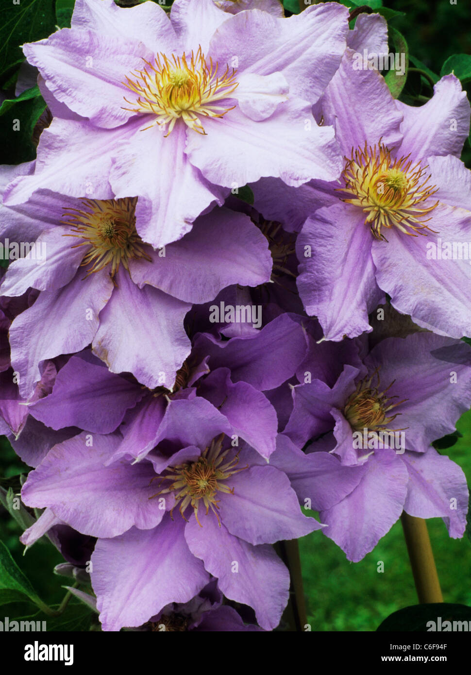 Clematis 'Angelique' pale lilac flower flowers garden plant plants ...