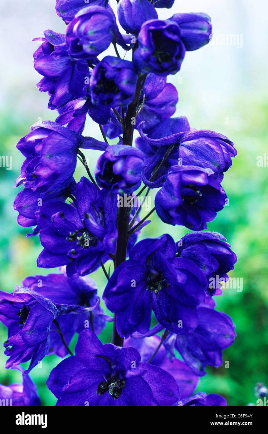 Delphinium 'Black Night' dark blue delphiniums garden plant plants flower flowers Stock Photo ...