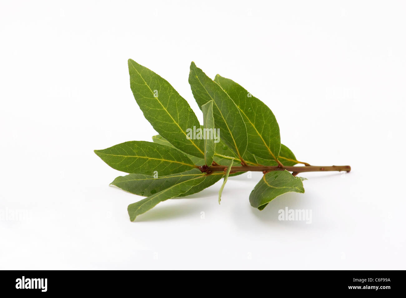 Bay leaves on white background Stock Photo - Alamy
