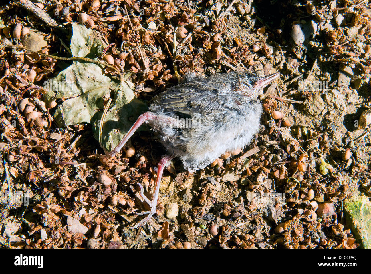Dead blackbird turdus merula hi-res stock photography and images - Alamy