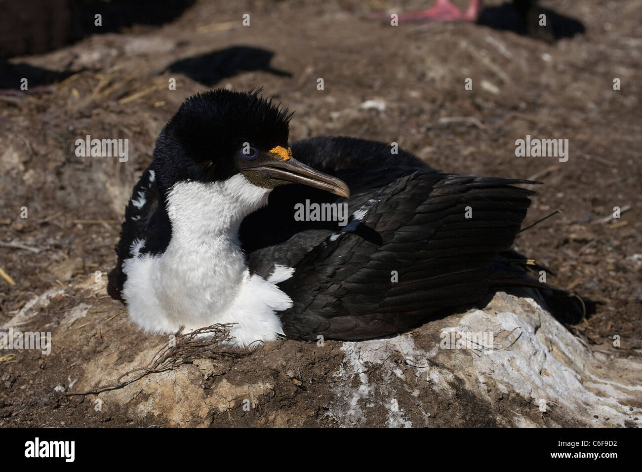 Falklands shag hi-res stock photography and images - Alamy