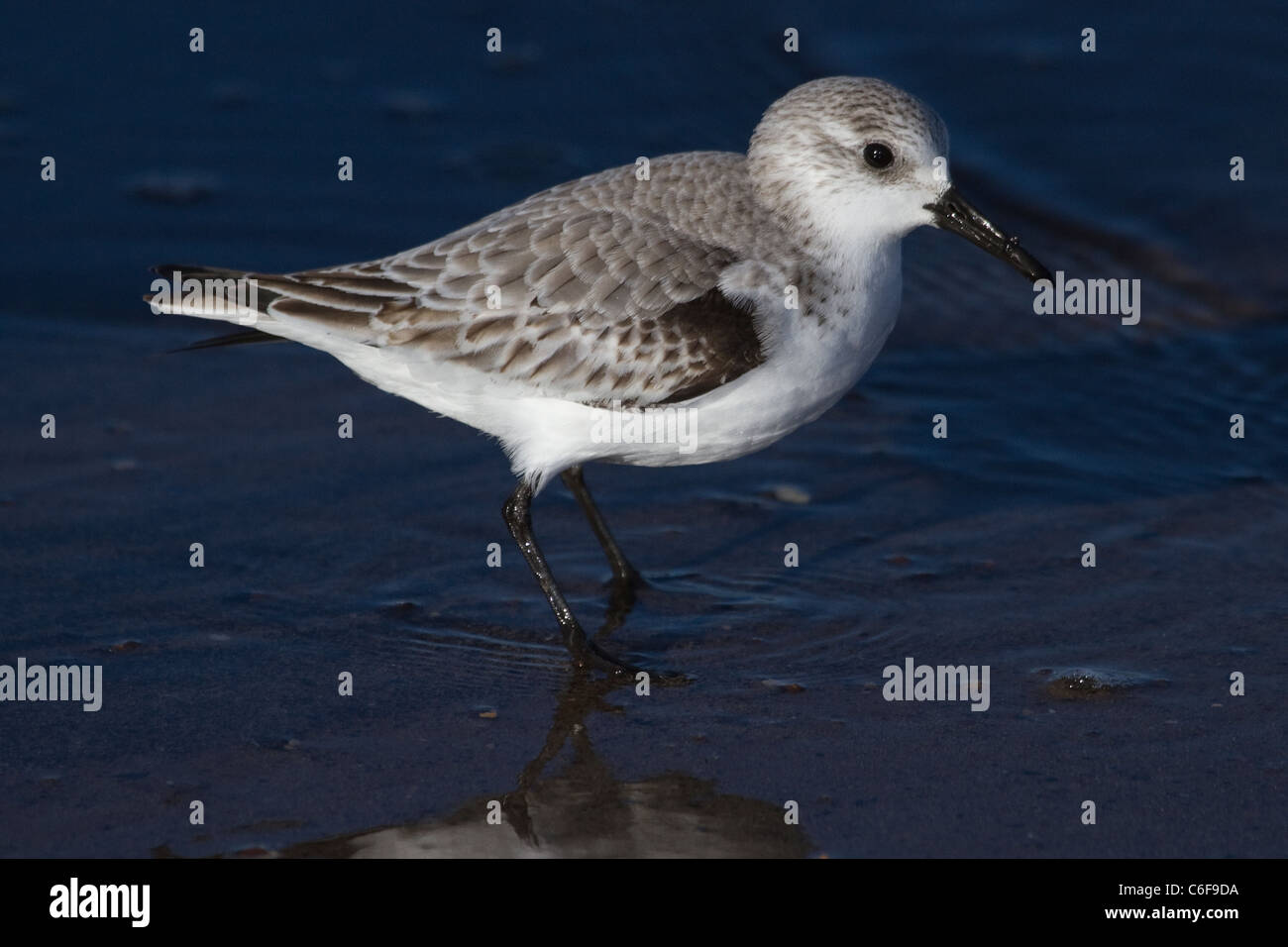 Sanderling hi-res stock photography and images - Alamy