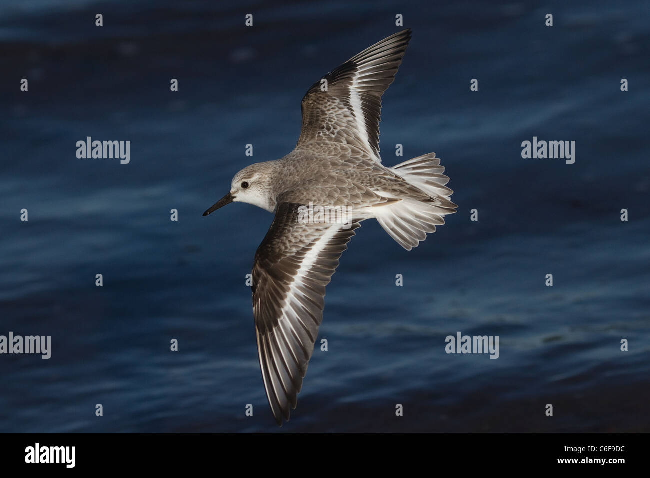 Sanderling hi-res stock photography and images - Alamy