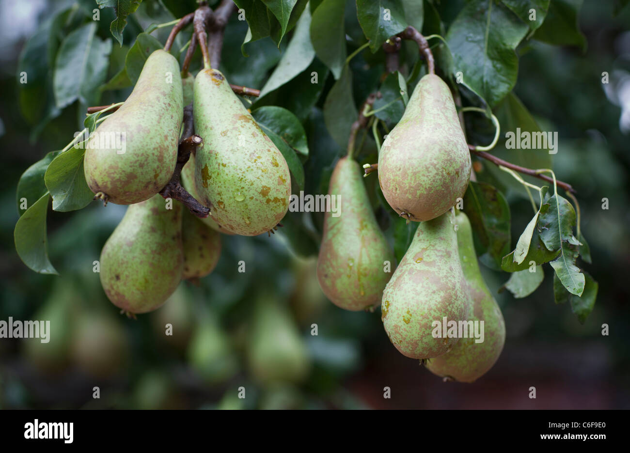Conference pear tree hi-res stock photography and images - Alamy