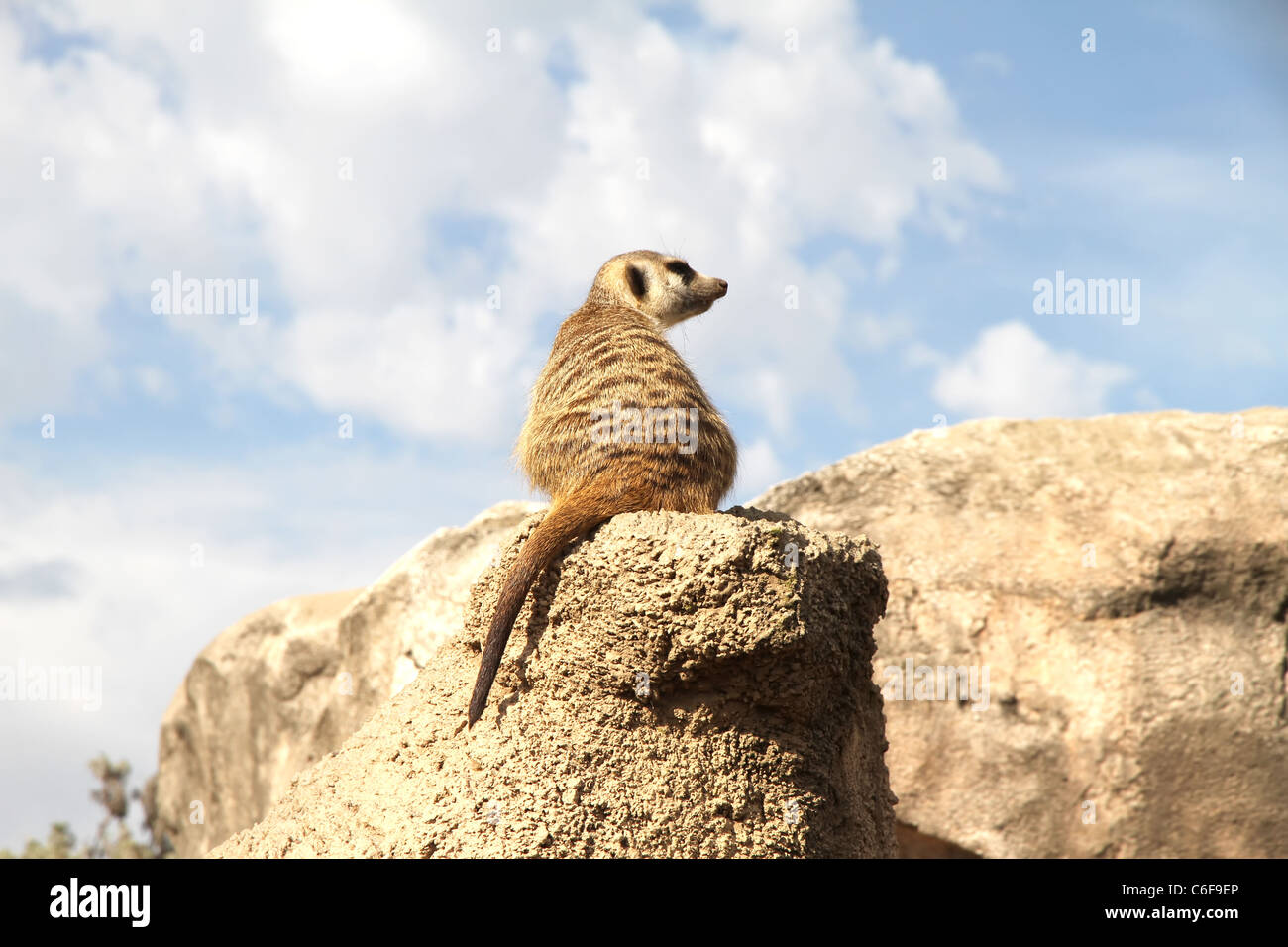 Relaxed meerkat hi-res stock photography and images - Alamy