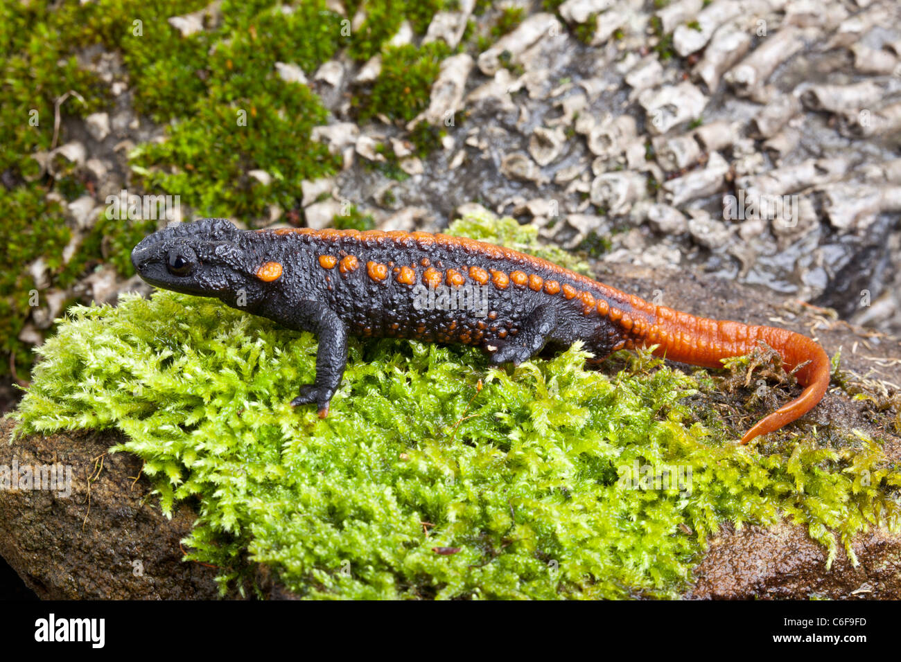 Mandarin newt hi-res stock photography and images - Alamy