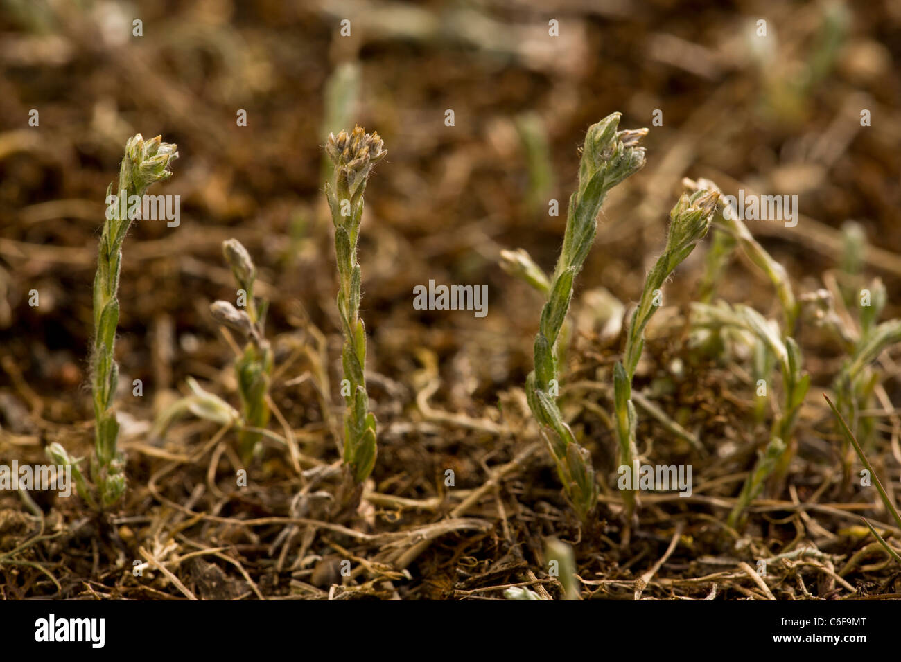 Small Cudweed Filago minima on sandy soil, Breckland area Stock Photo ...